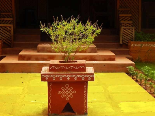 Why Krishna Tulsi, Rama Tulsi, and Vana Tulsi Are Special